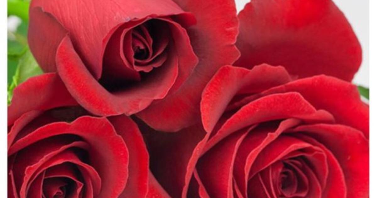 Gaec Azur Roses producers | La Crau | Provence Méditerranée