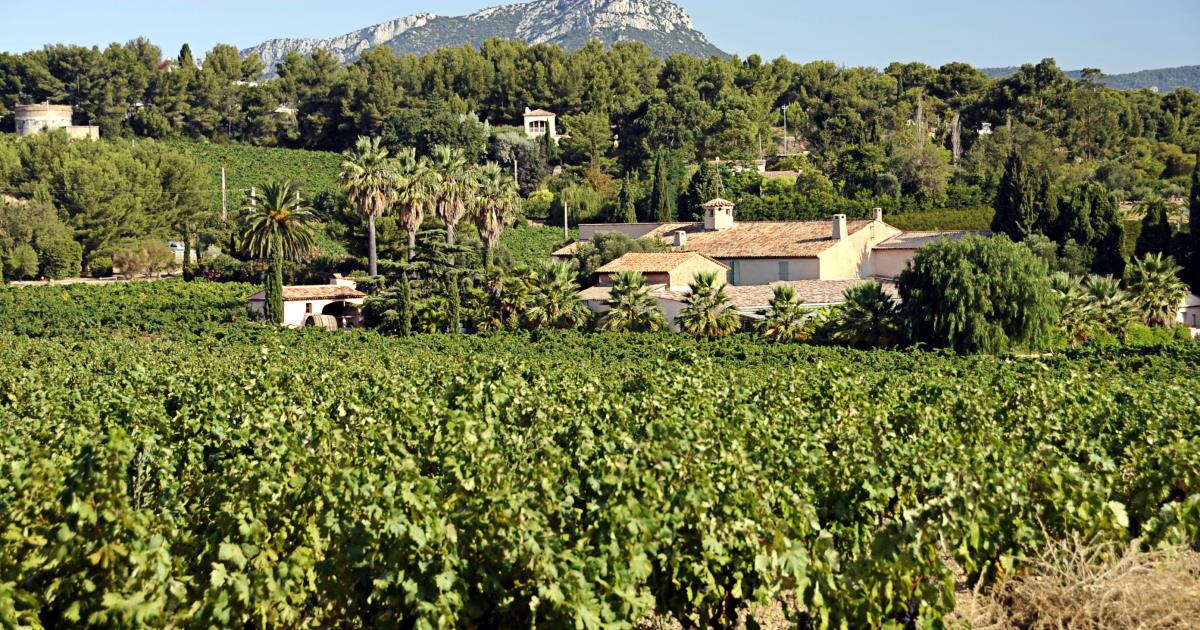 Wine estate: Domaine Viticole Clos cibonne | Le Pradet | Provence ...