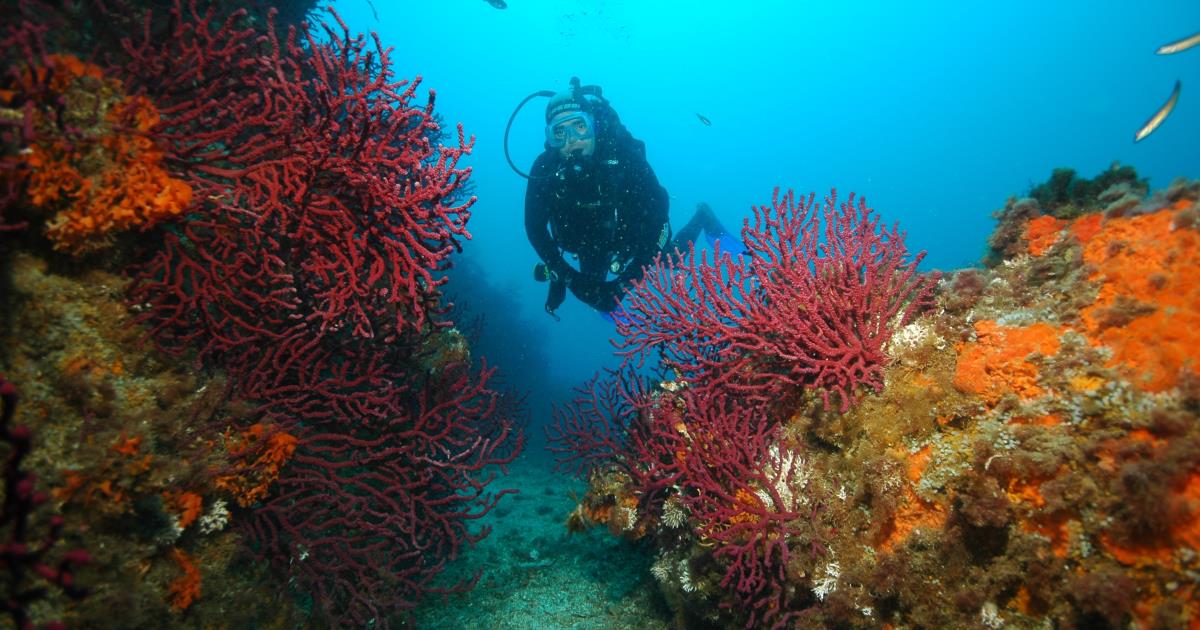 Club de plongée l'Hippocampe | La Seyne-sur-Mer | Provence Méditerranée