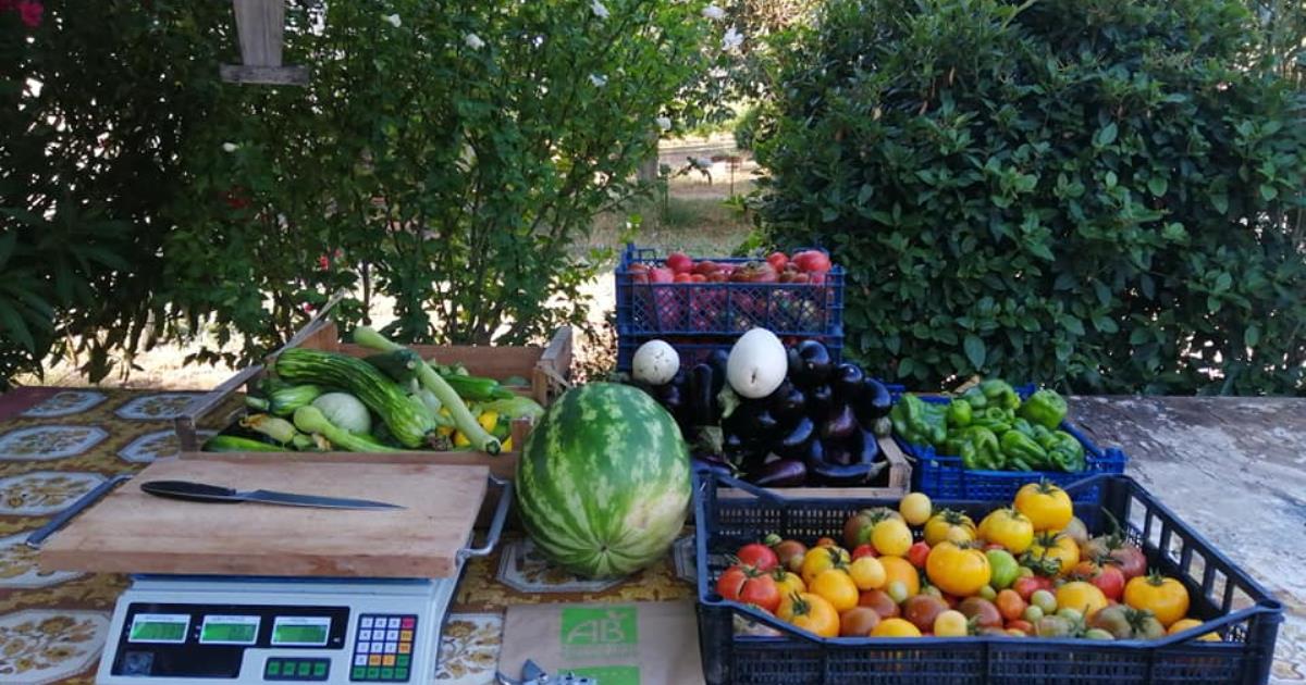 Le potager des Fils du Vent | Hyères | Provence Méditerranée