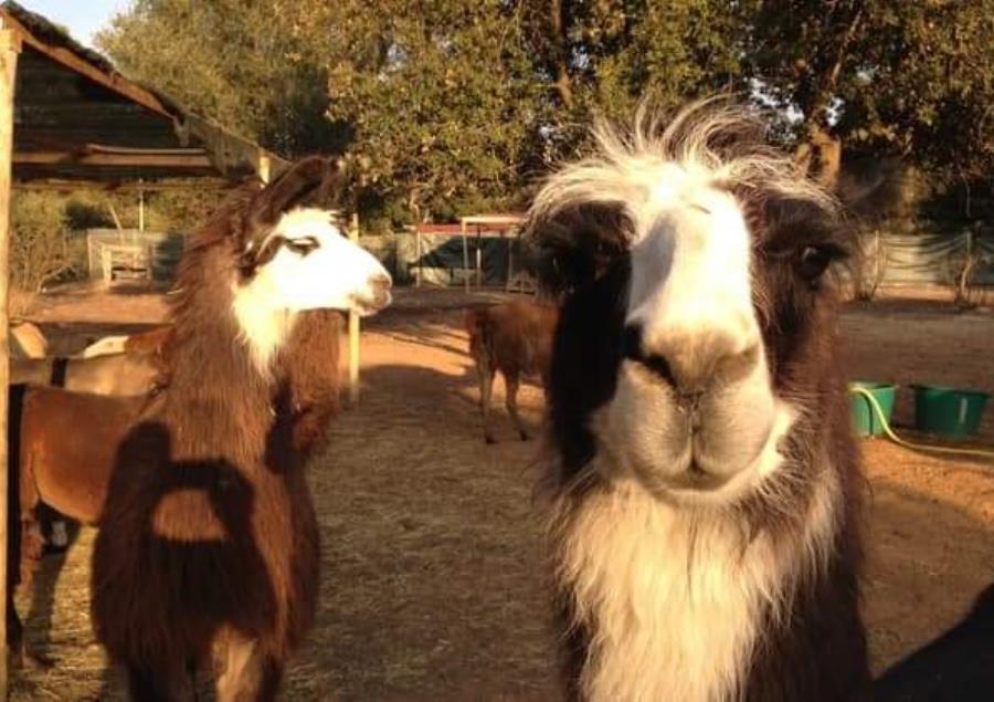 Var Lamas | Six-Fours-les-Plages | Provence Méditerranée